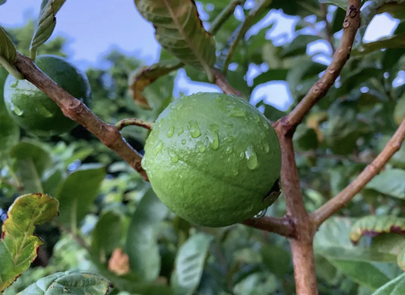guavaの効能 – guava entirely JAPAN